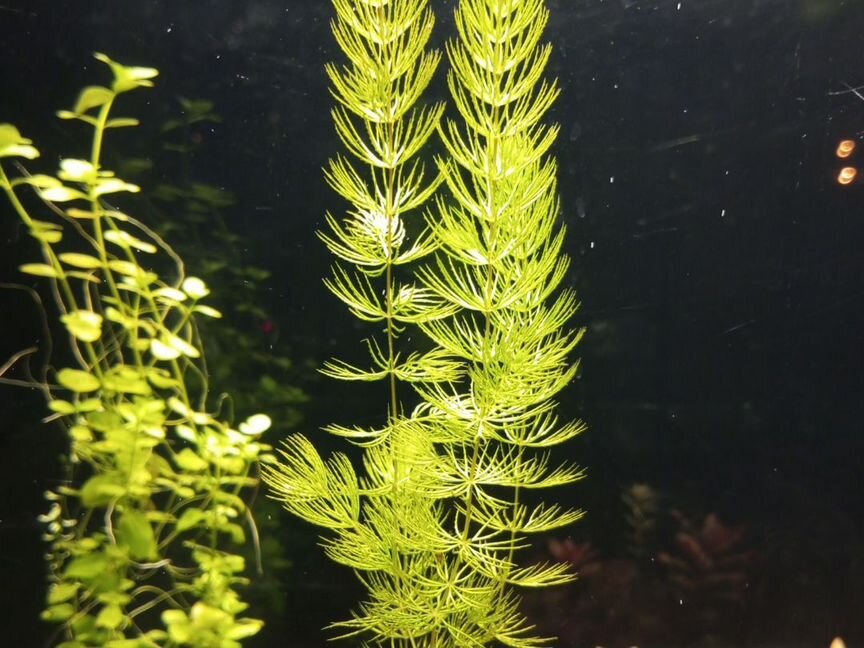 Роголистник в аквариум