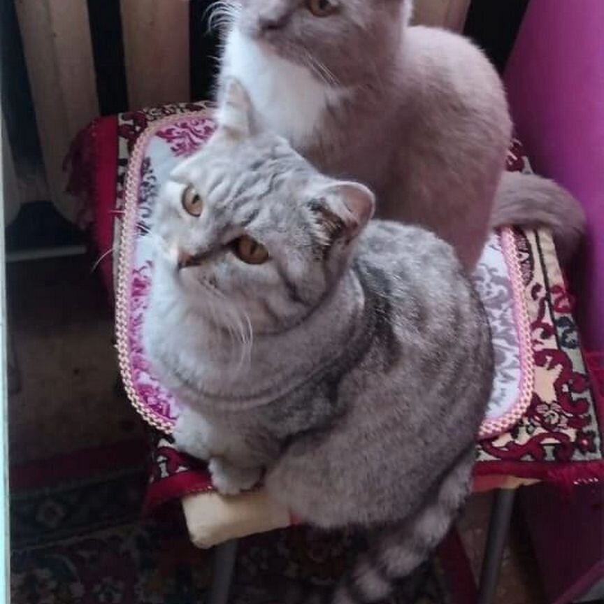 Котики