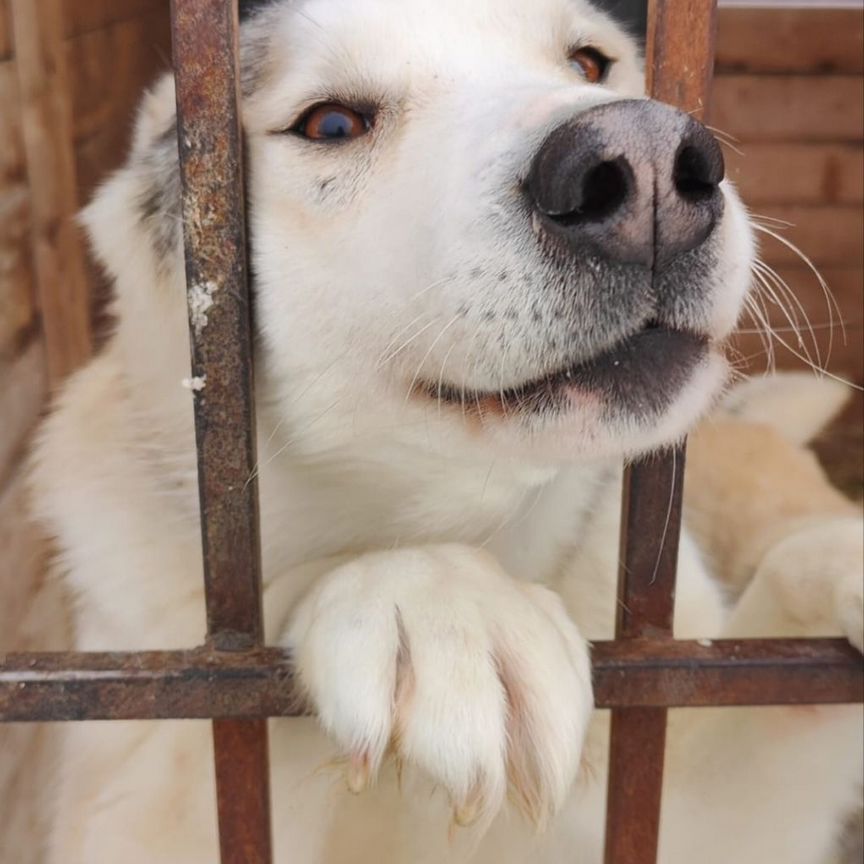 Взрослый пёс в добрые руки