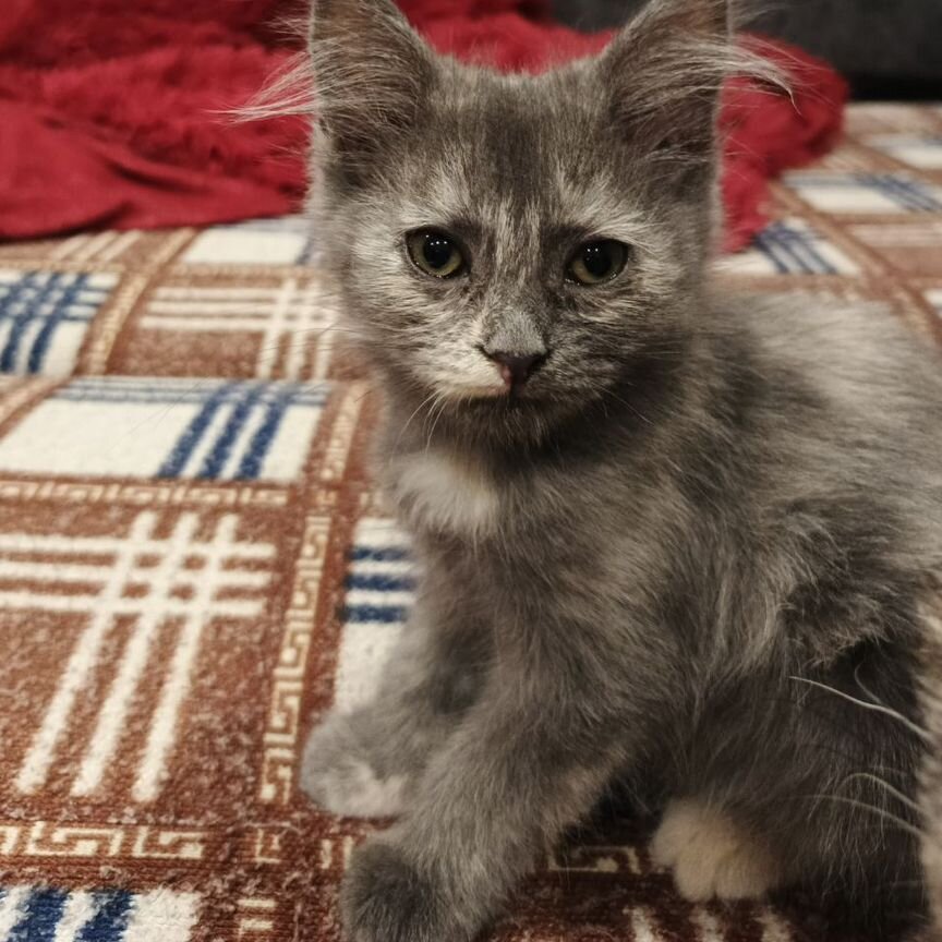 Кошки
