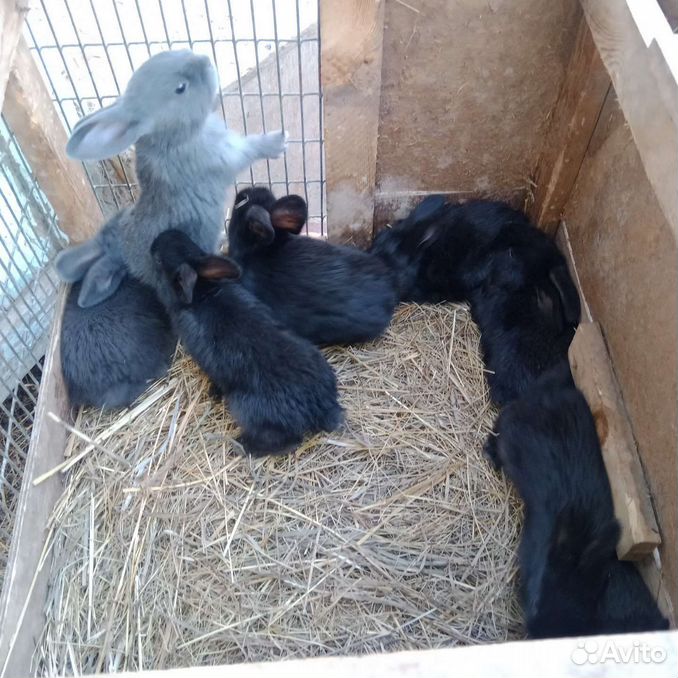 Продам кролят