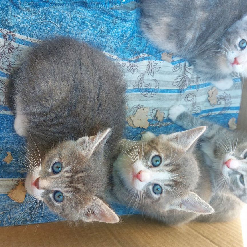 Котята в добрые руки бесплатно