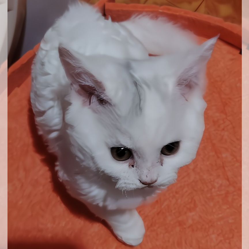 Селкирк-рекс короткошёрстный котёнок