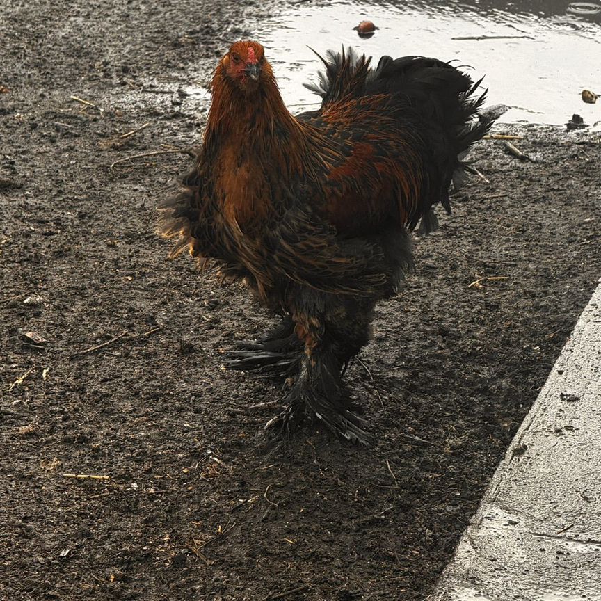 Петух брама