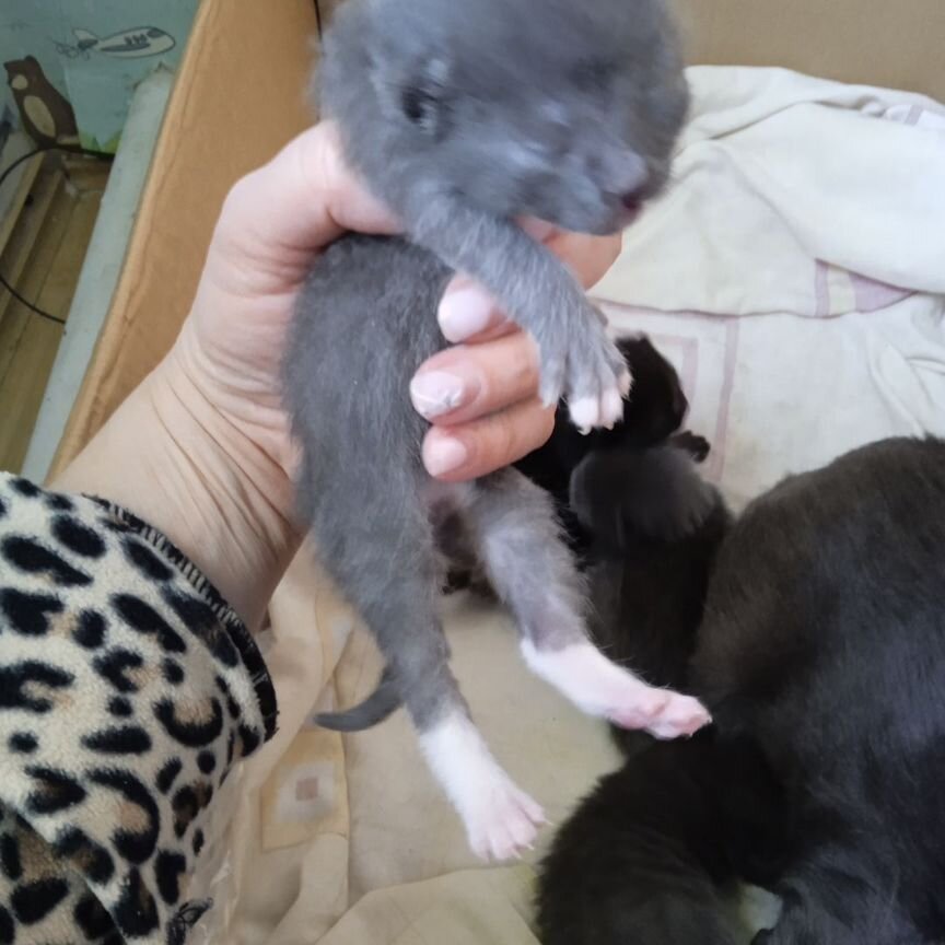 Котята
