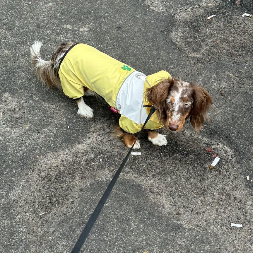 Дождевик для собаки