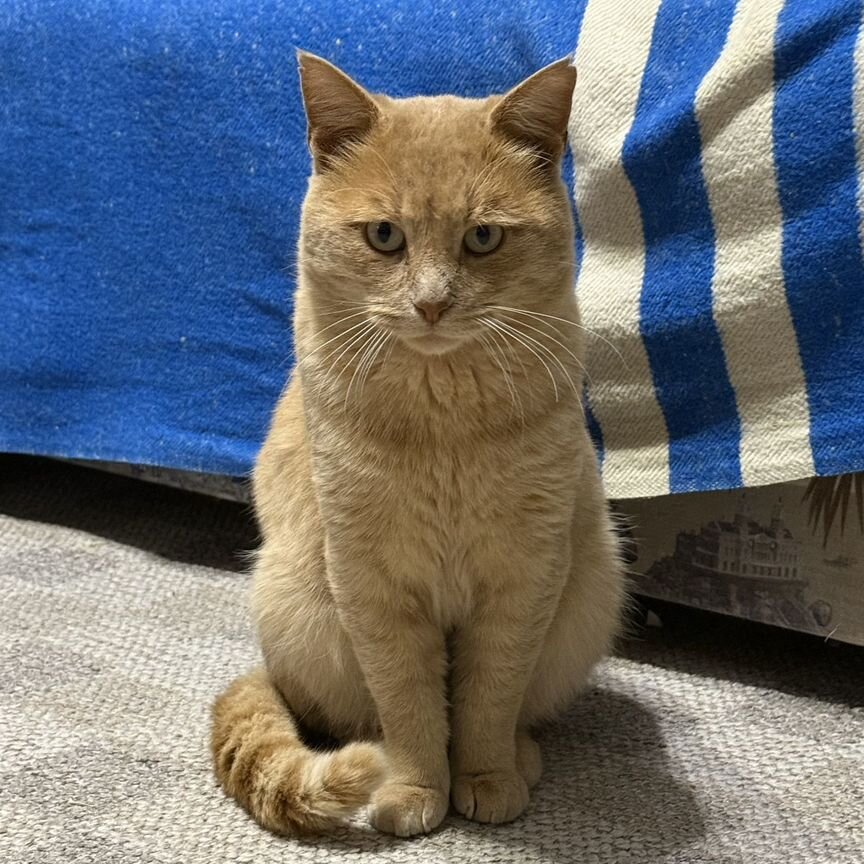 Взрослый кот в добрые руки