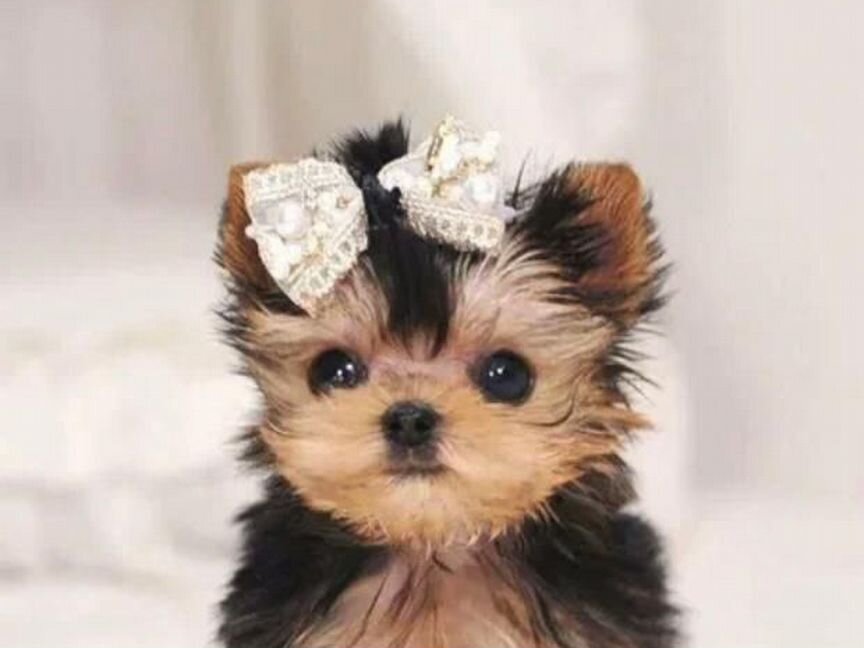 Mini baby-face йоркширский терьер-girl&boy