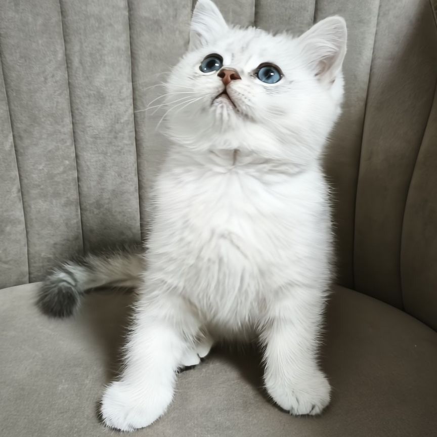Британский короткошёрстный котёнок