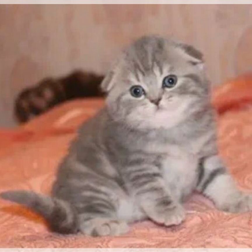 Шотландский вислоухий мальчик мраморный