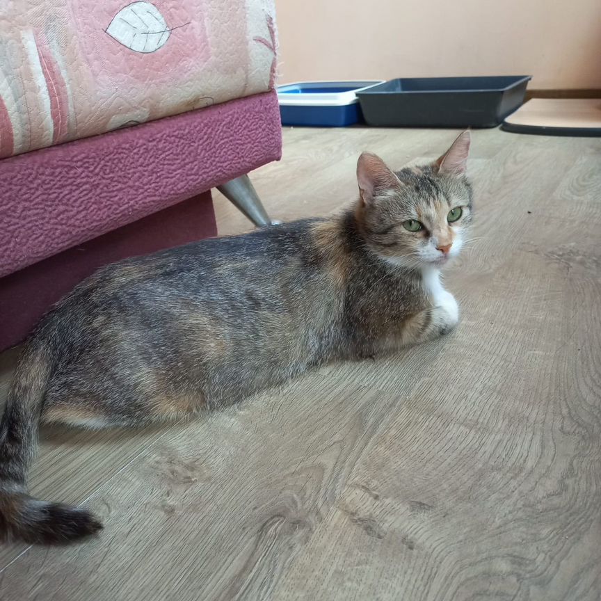 Кошка в добрые руки