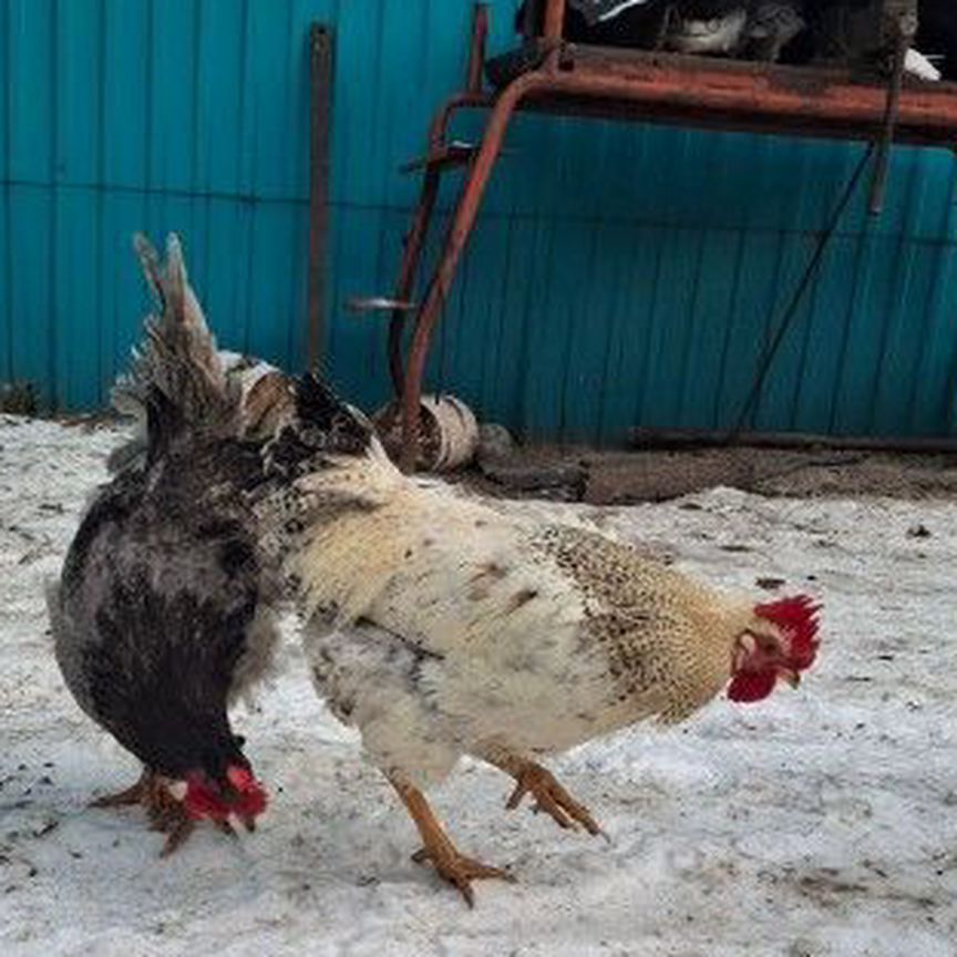 Молодые петухи домодедово