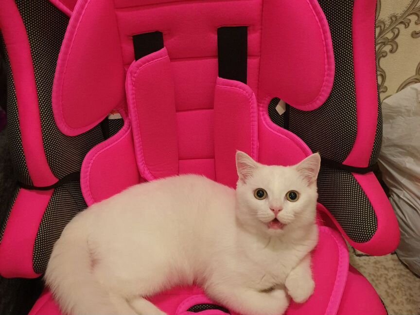 Кот шотландец на вязку прямоуха