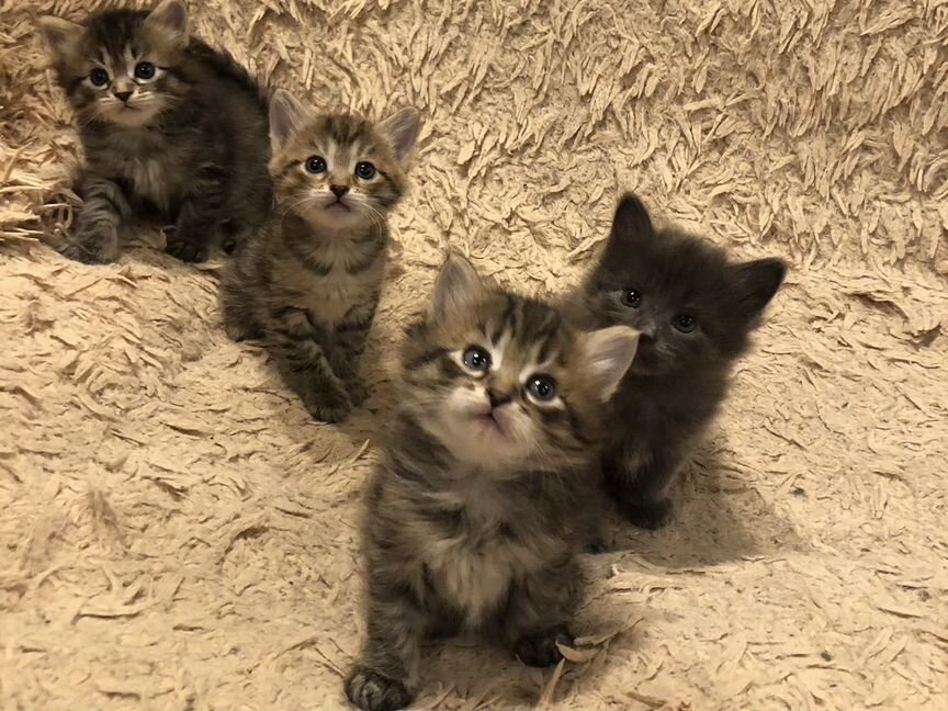 Котята в добрые руки