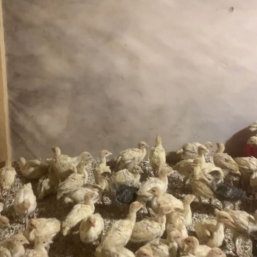 Индюшата суточные вывод 28.03