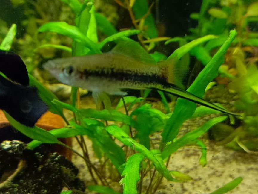 Меченосец, гурами