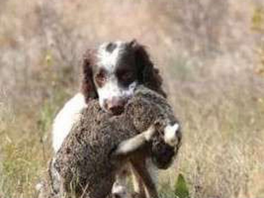 Спрингер спаниель