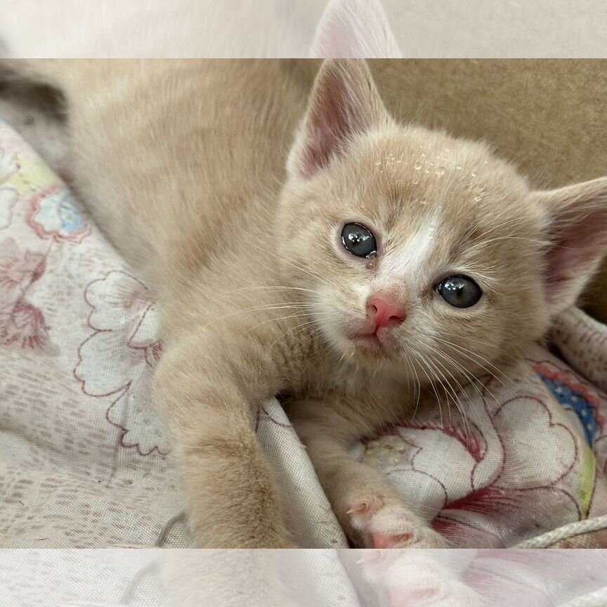 Котенок персиковый мальчик