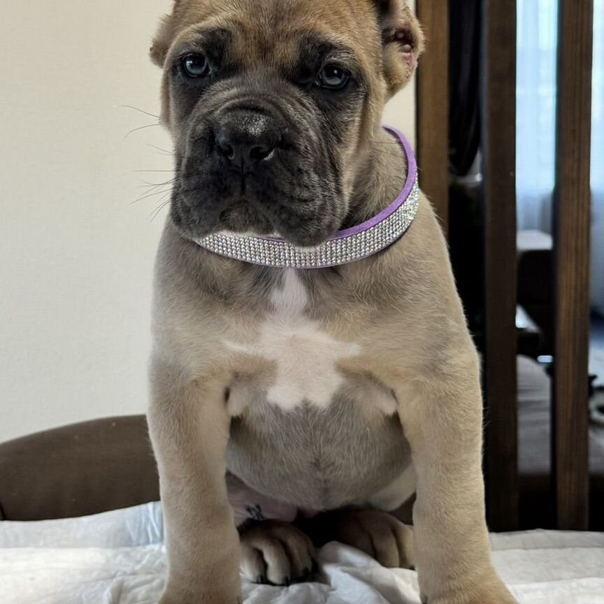 Кане корсо форментино