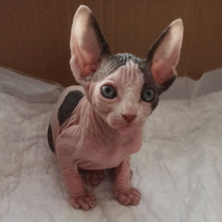 Канадский сфинкс котёнок