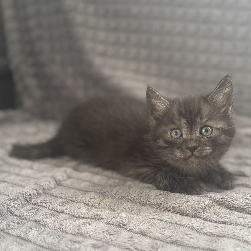 Шотландский прямоухий короткошёрстный котёнок