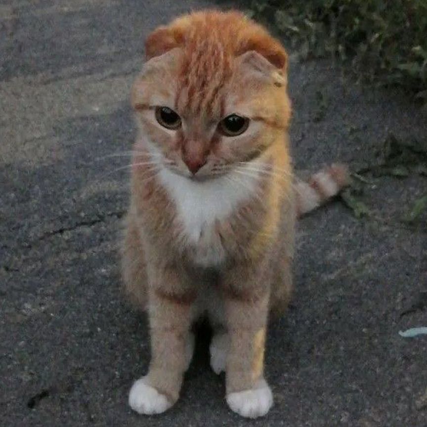 Ласковая ручная кошка