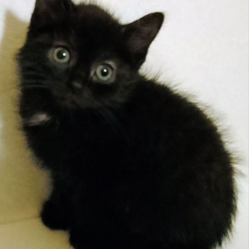 Сибирская девочка