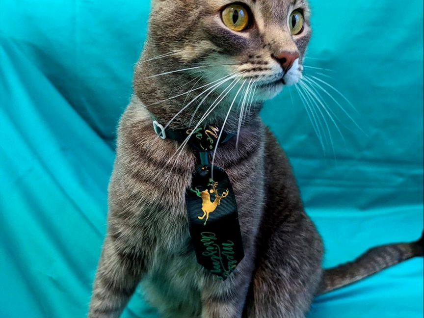 Котик Бен в дар