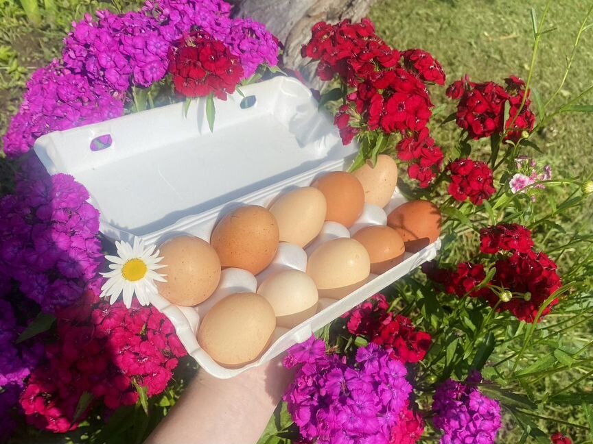 Домашние куриные яйца