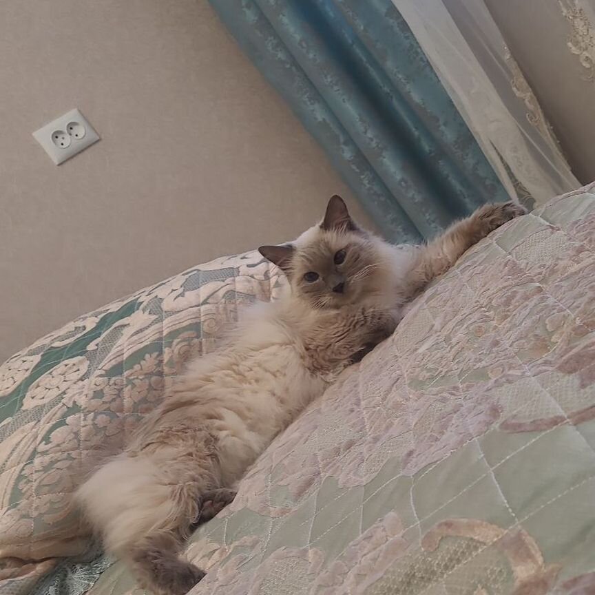 Кот