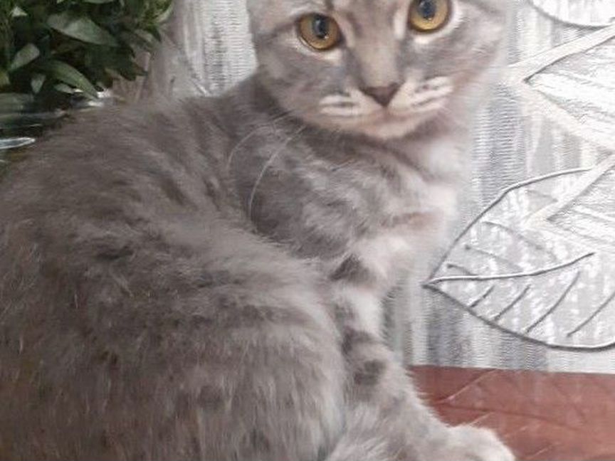 Котёнок Хильда