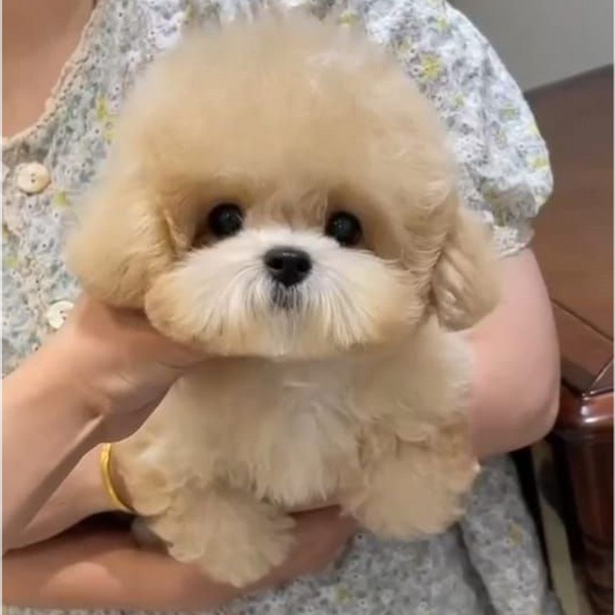 Мини щенки Пушон