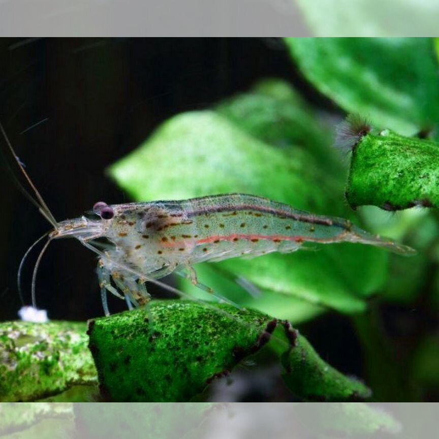 Аквариумные креветки