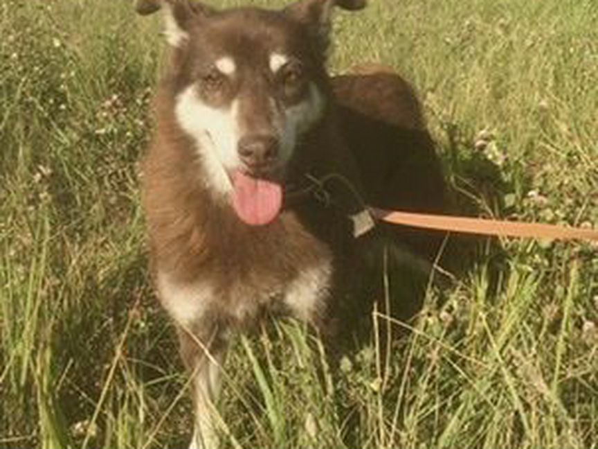 Озорнице Мишеньке негде похулиганить в приюте