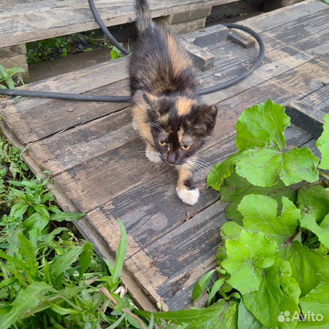 Котята трехцветные в добрые руки бесплатно
