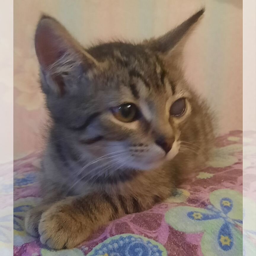 Котенок в ответственные руки