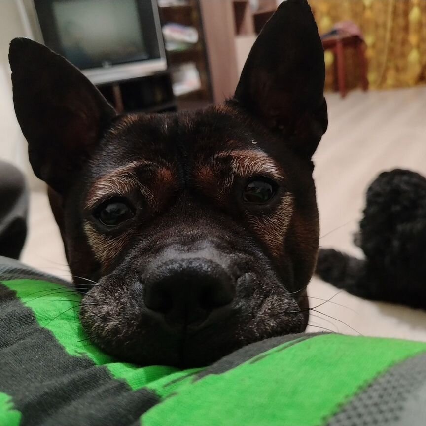 Продам собаку