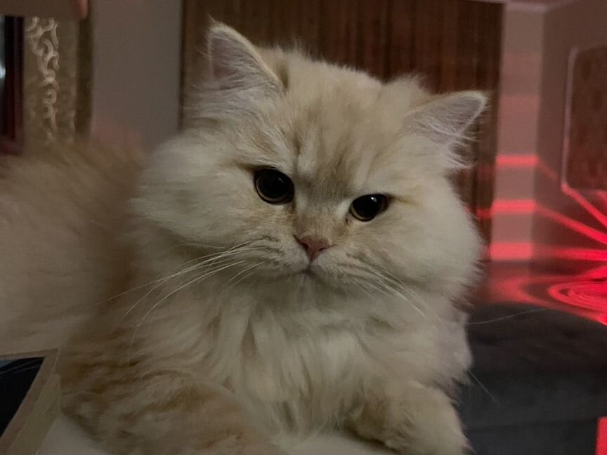 Шатланский
