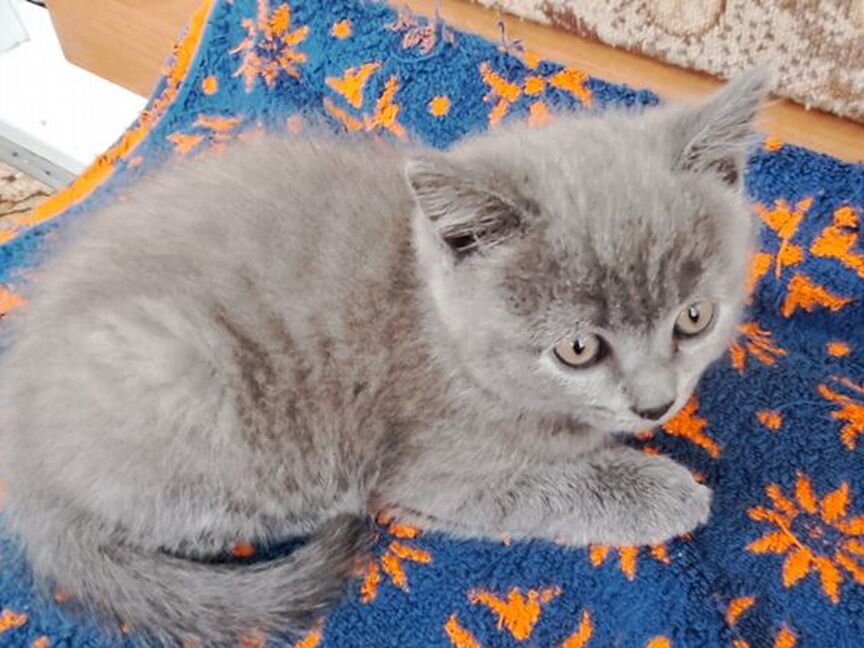 Котята в добрые руки, бесплатно