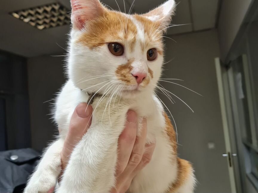 Найден кот бело-рыжий