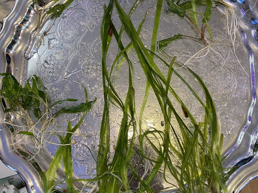 Водоросли для аквариума