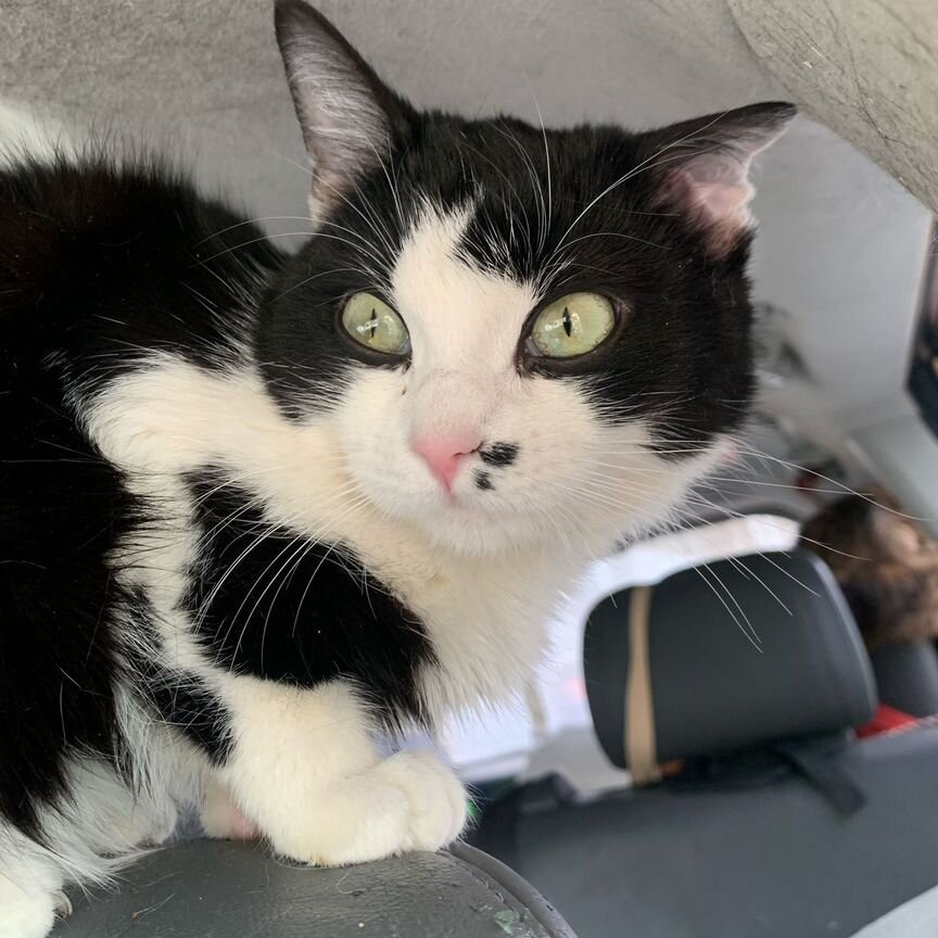 Котенок Мика