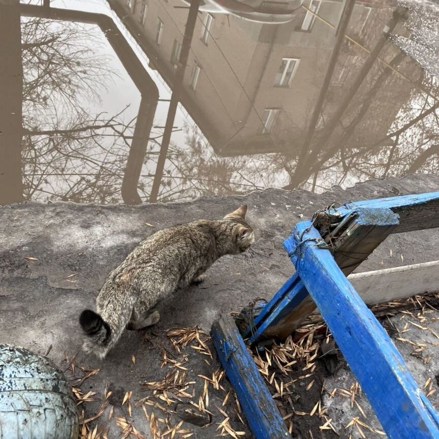 Найден домашний кот