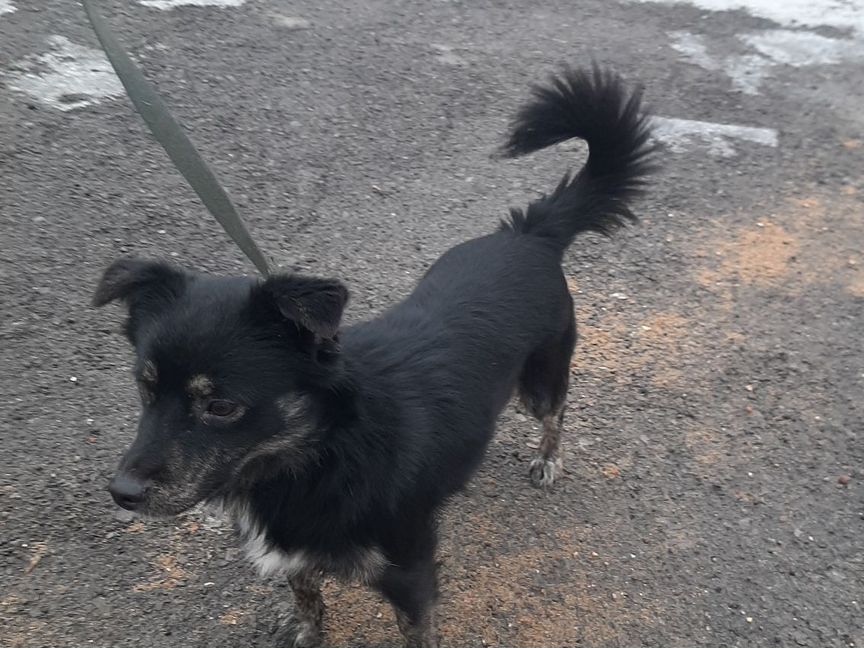 Маленькая чёрная собачка бесплатно