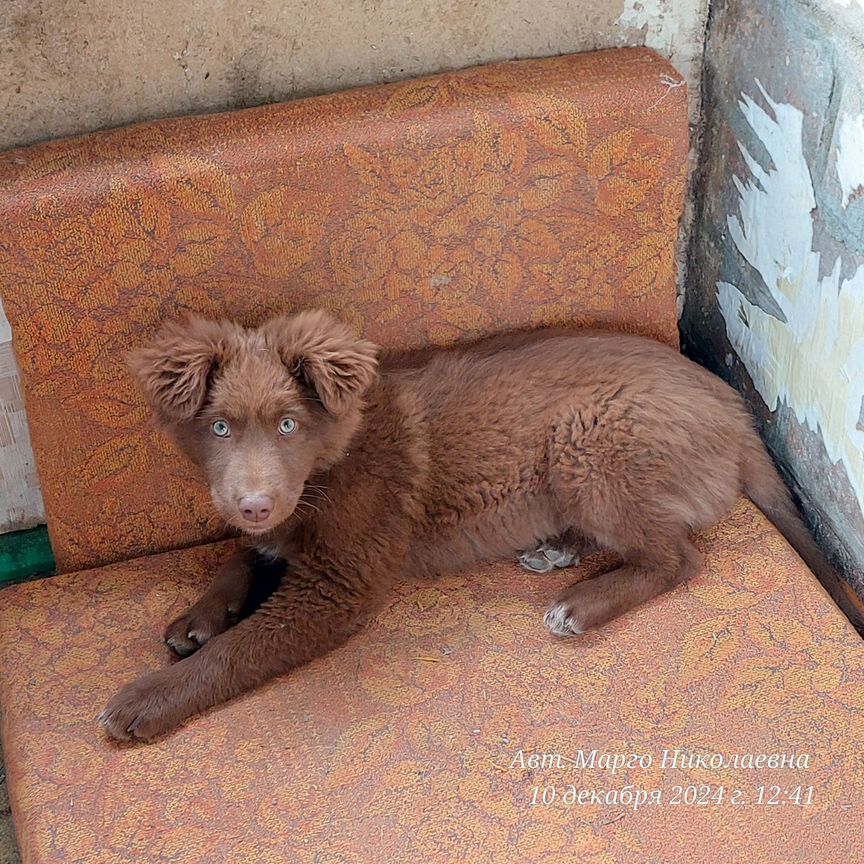 Щенок Мишель 3,5 месяца