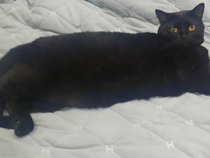 Черная кошка бомбей