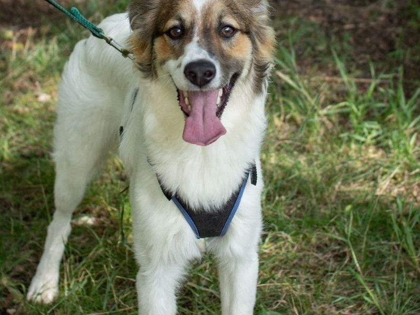 Маленький Элвис ищет дом