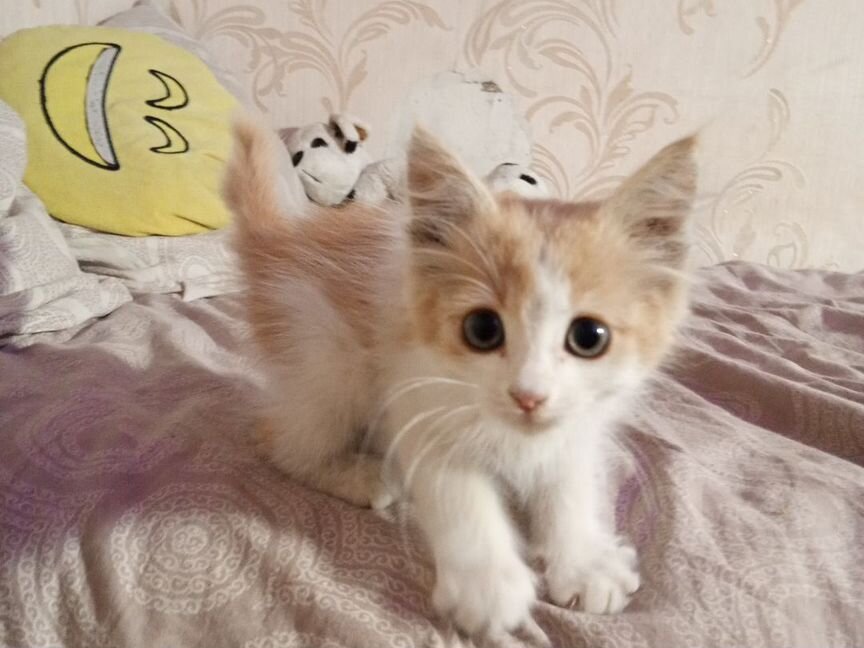 Отдаю катенка в добрые руки