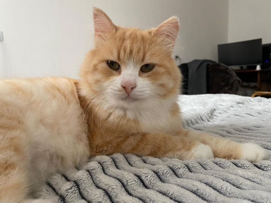 Котик в добрые руки