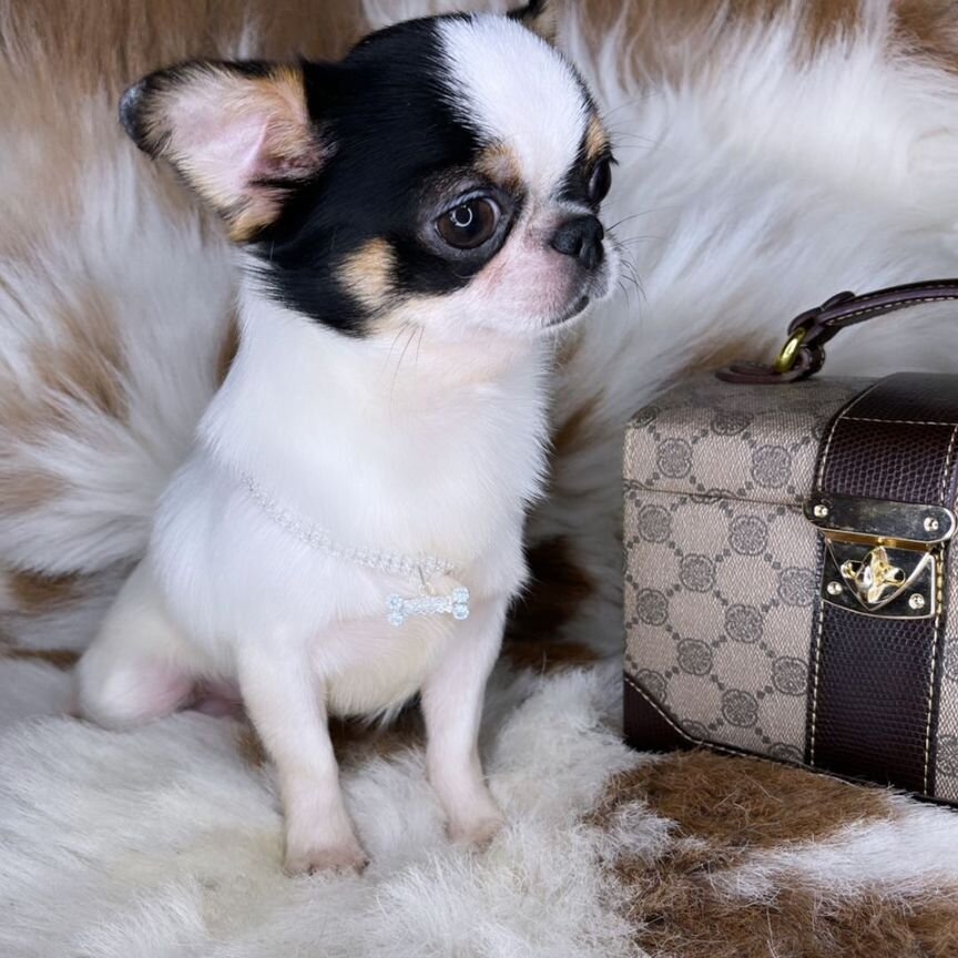 Чихуаху Мальчик Экзот